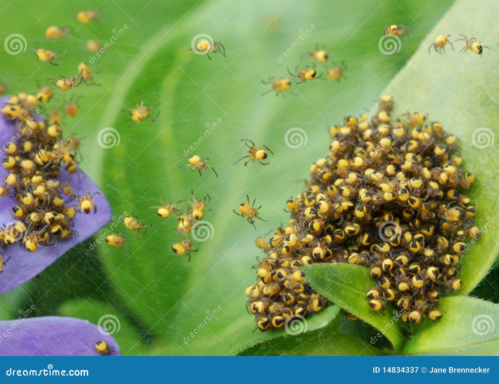 Baby spiders stock image. Image of brood, little, spiders - 14834337
