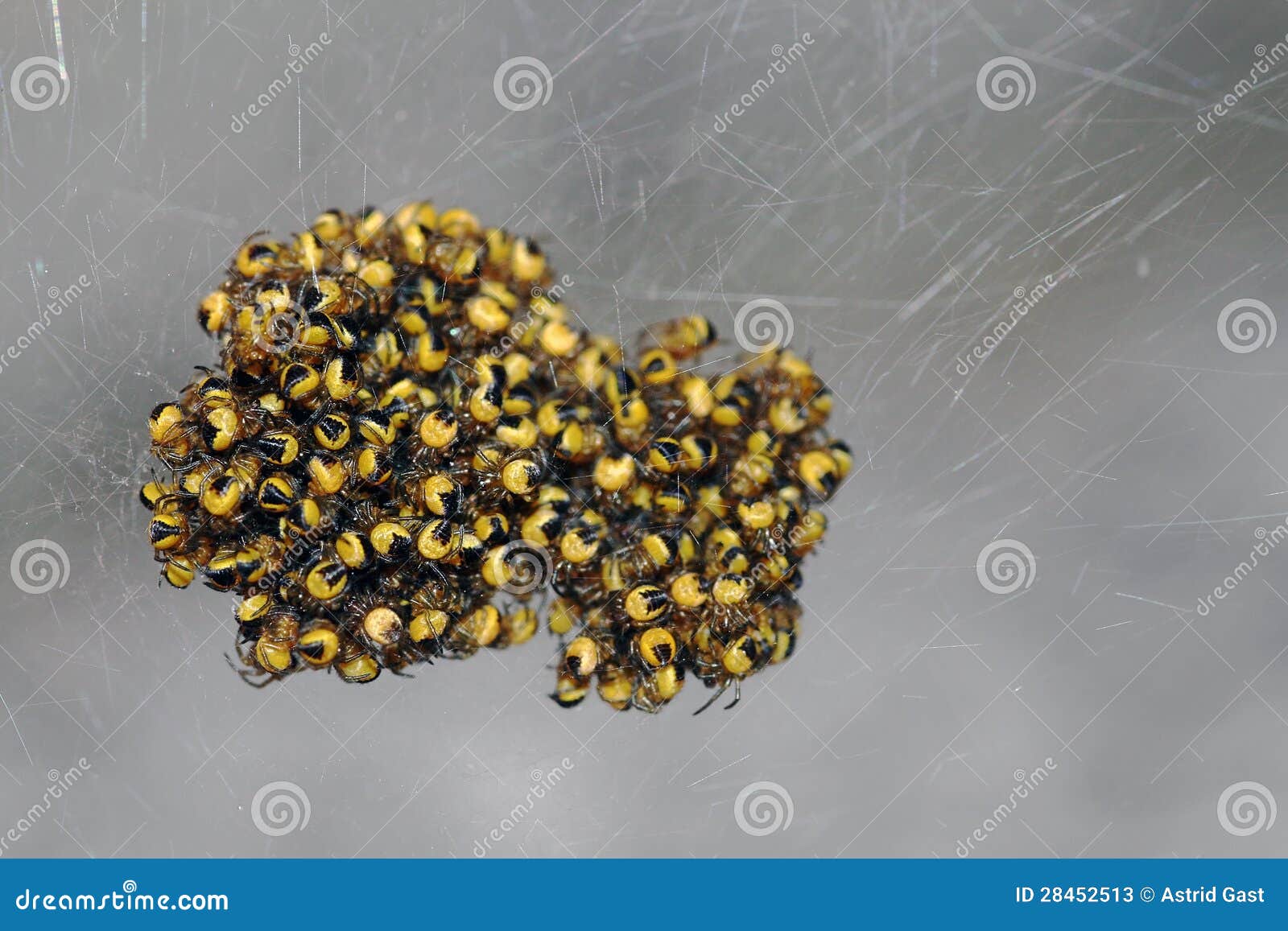 Baby spiders stock image. Image of yellow, network, nature - 28452513