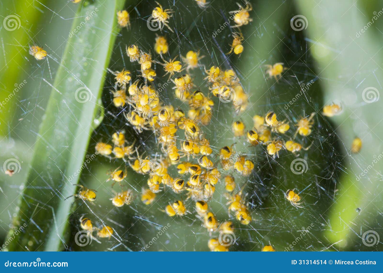 Baby spiders stock photo. Image of head, green, garden - 31314514