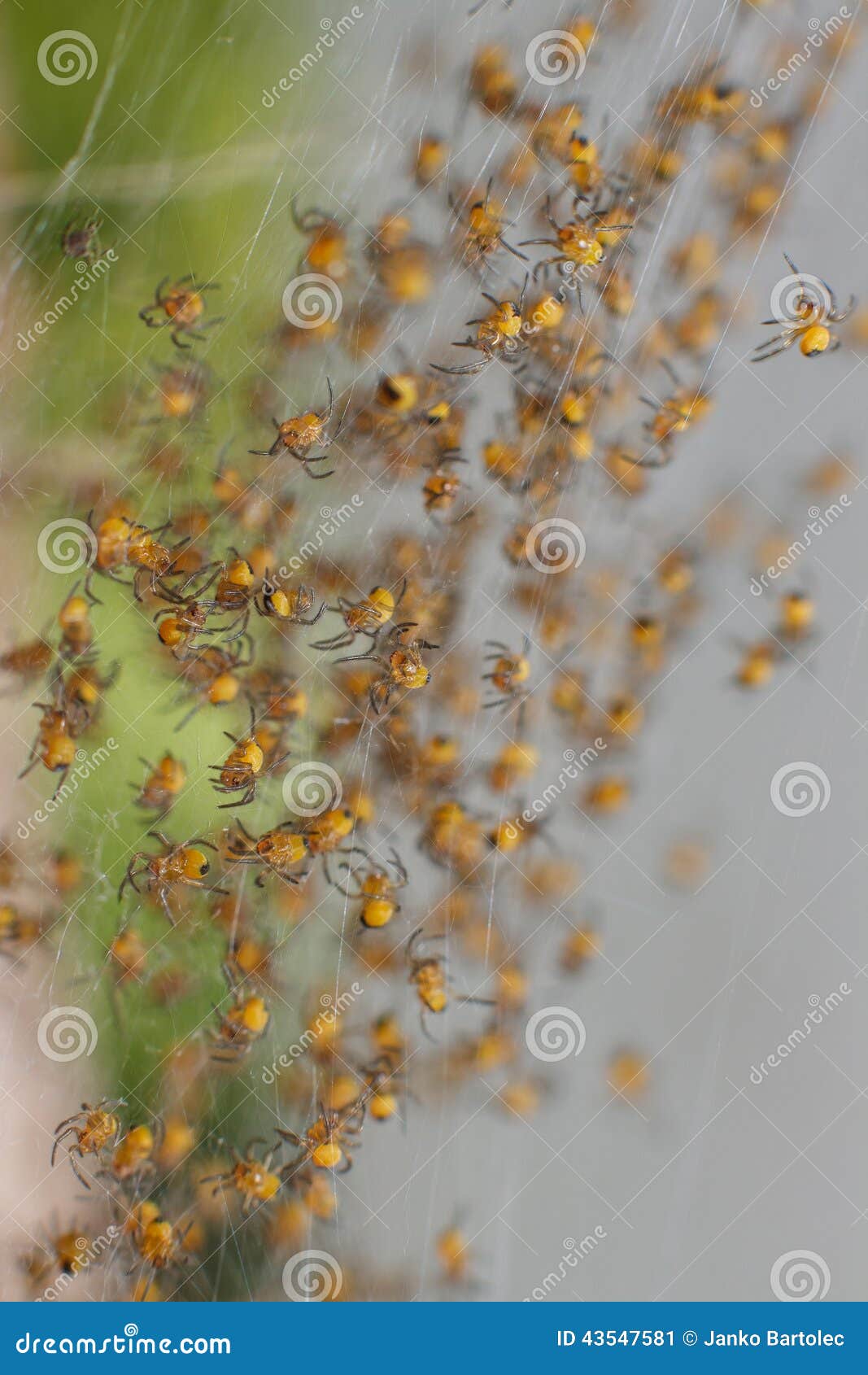 Baby spiders nest stock image. Image of baby, small, terrify - 43547581