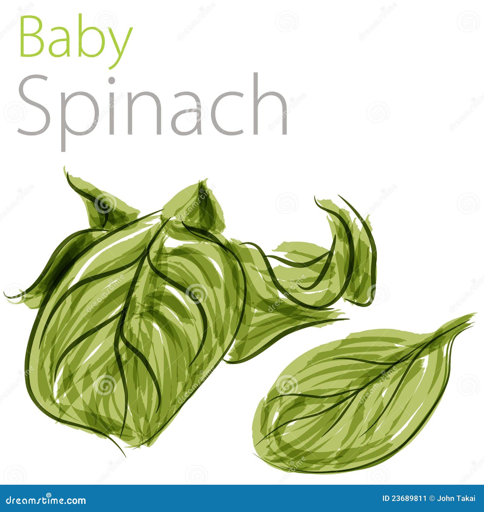 Spinach Drawing