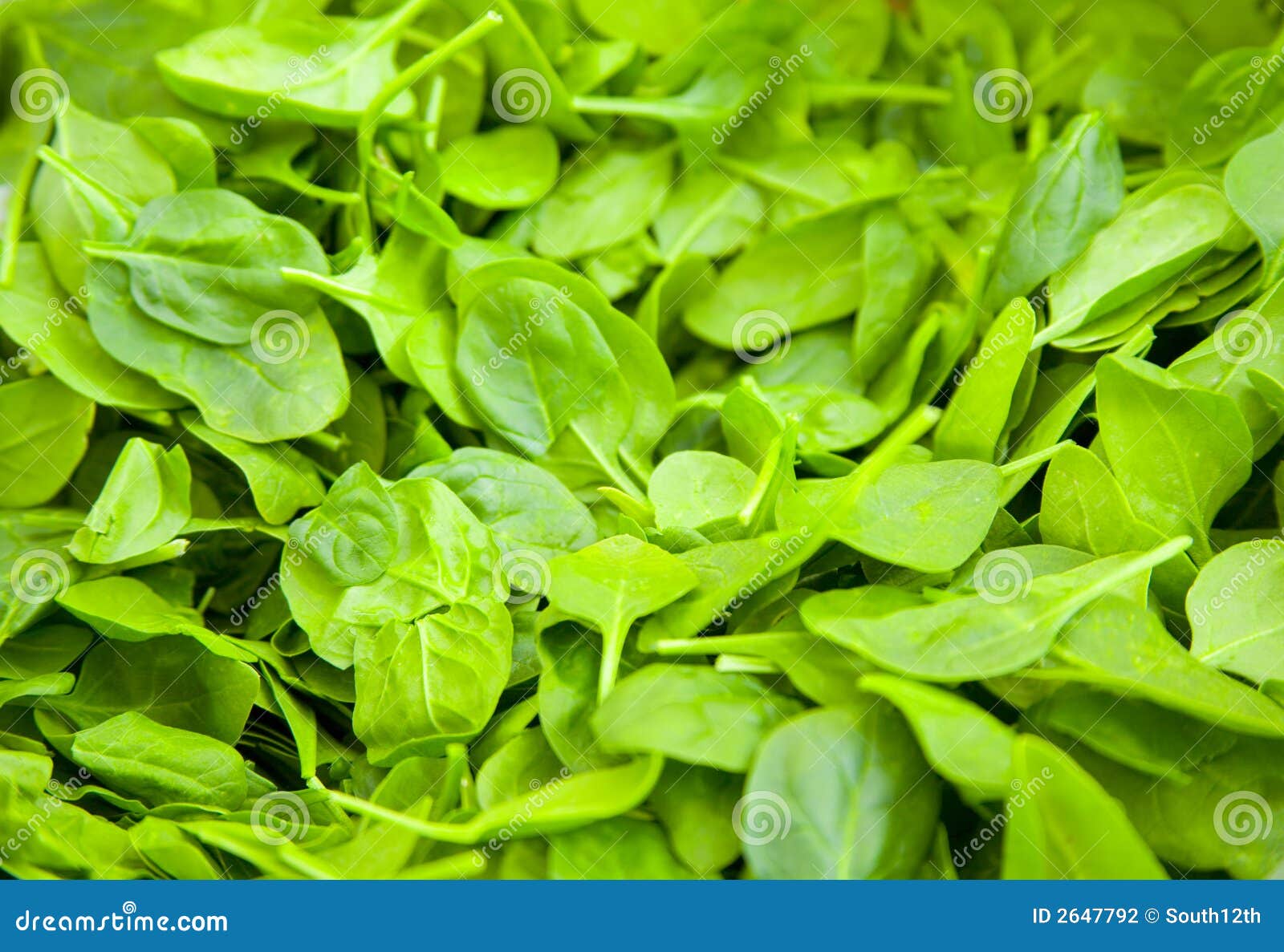 Baby Spinach stock photo. Image of leaves, salad, natural - 2647792
