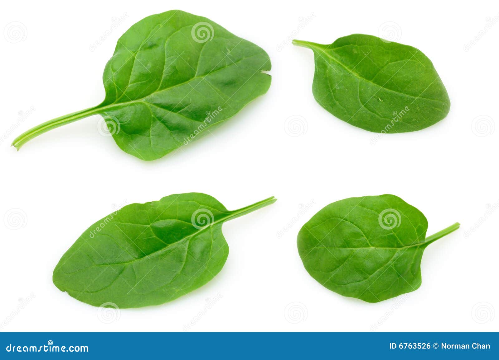 Baby spinach leaves stock photo. Image of healthy, green - 6763526