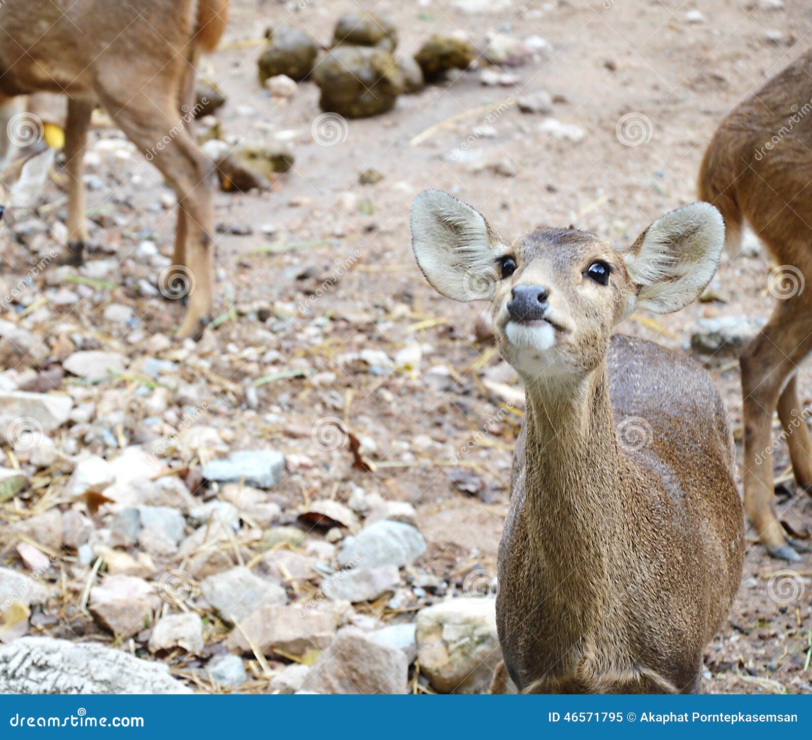 Baby Spotted Deer Begging for Food Stock Image - Image of baby ...