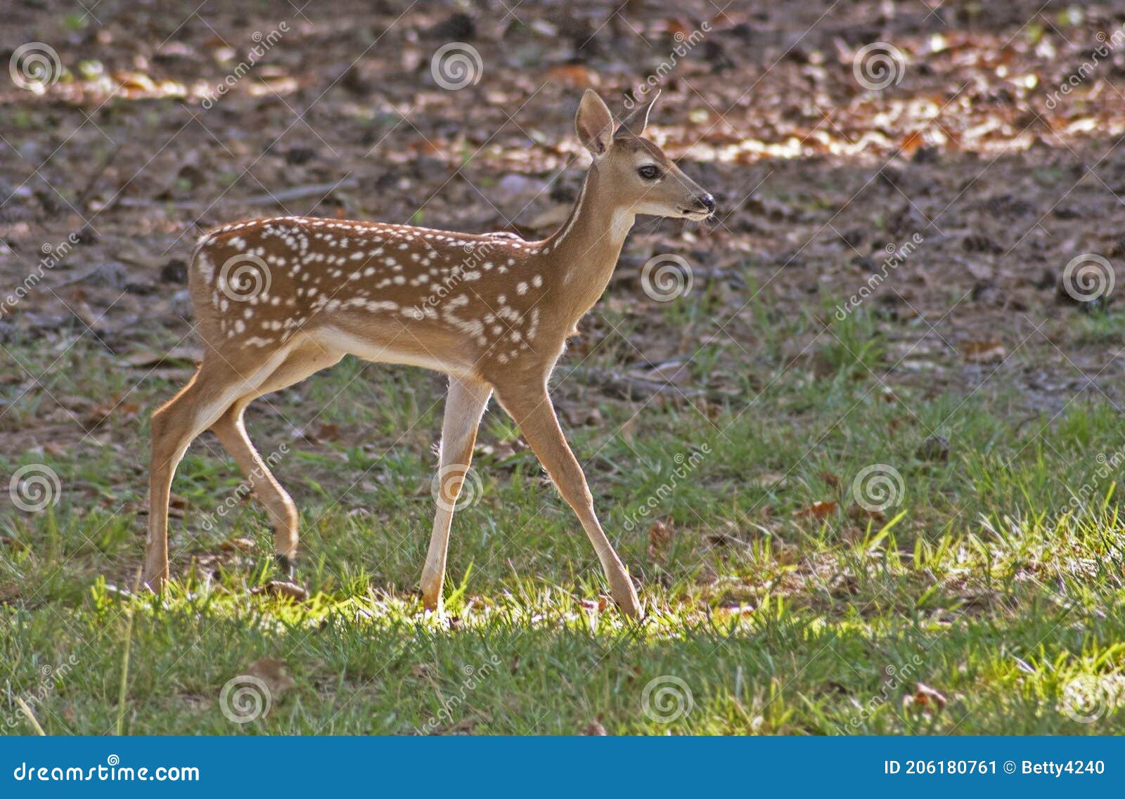 Baby Spotted Baby Deer Walking through the Grass. Stock Image - Image ...