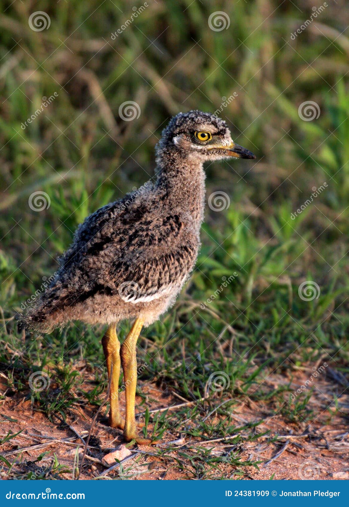A Baby Spotted Dikkop Chick Stock Image - Image of bill, avian: 24381909