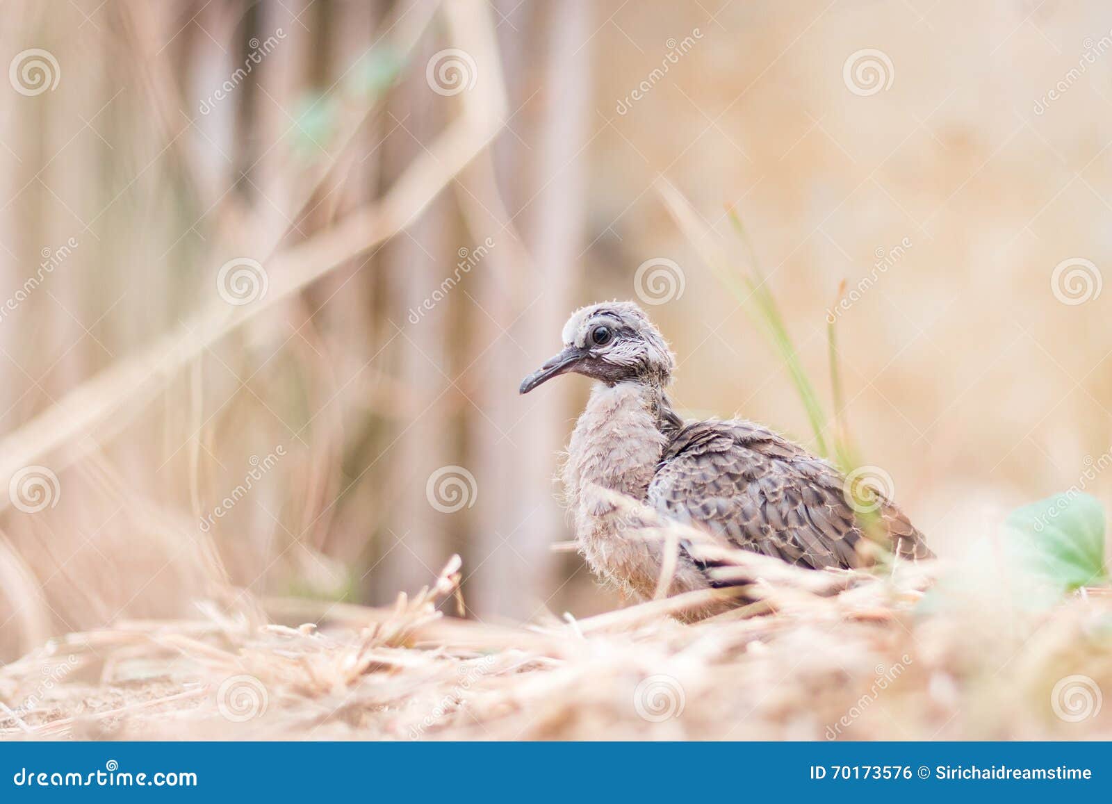 Baby Spotted Doves on the Ground Stock Photo - Image of feather ...