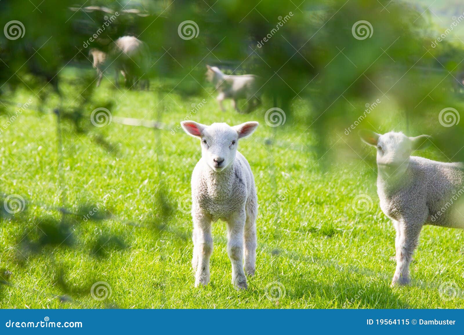 Baby spring lamb stock image. Image of farming, field - 19564115