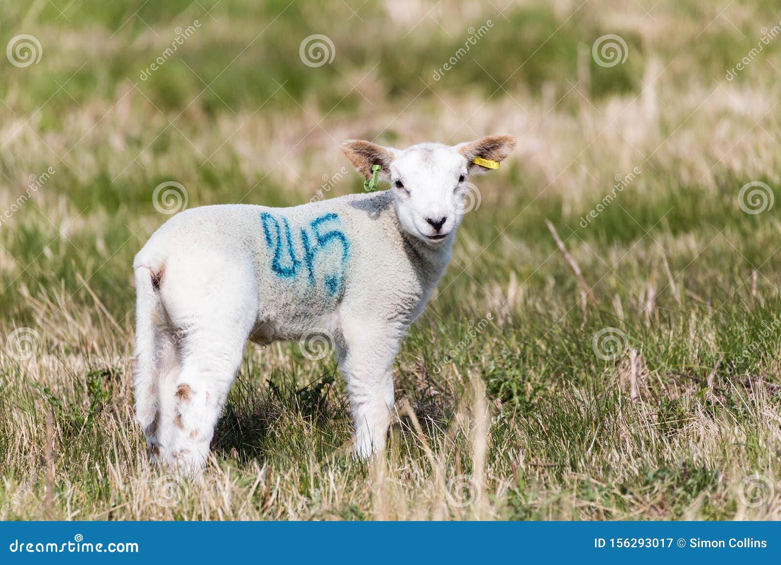 Baby Spring Lambs Enjoying the Spring Sunshine in the Suffolk ...