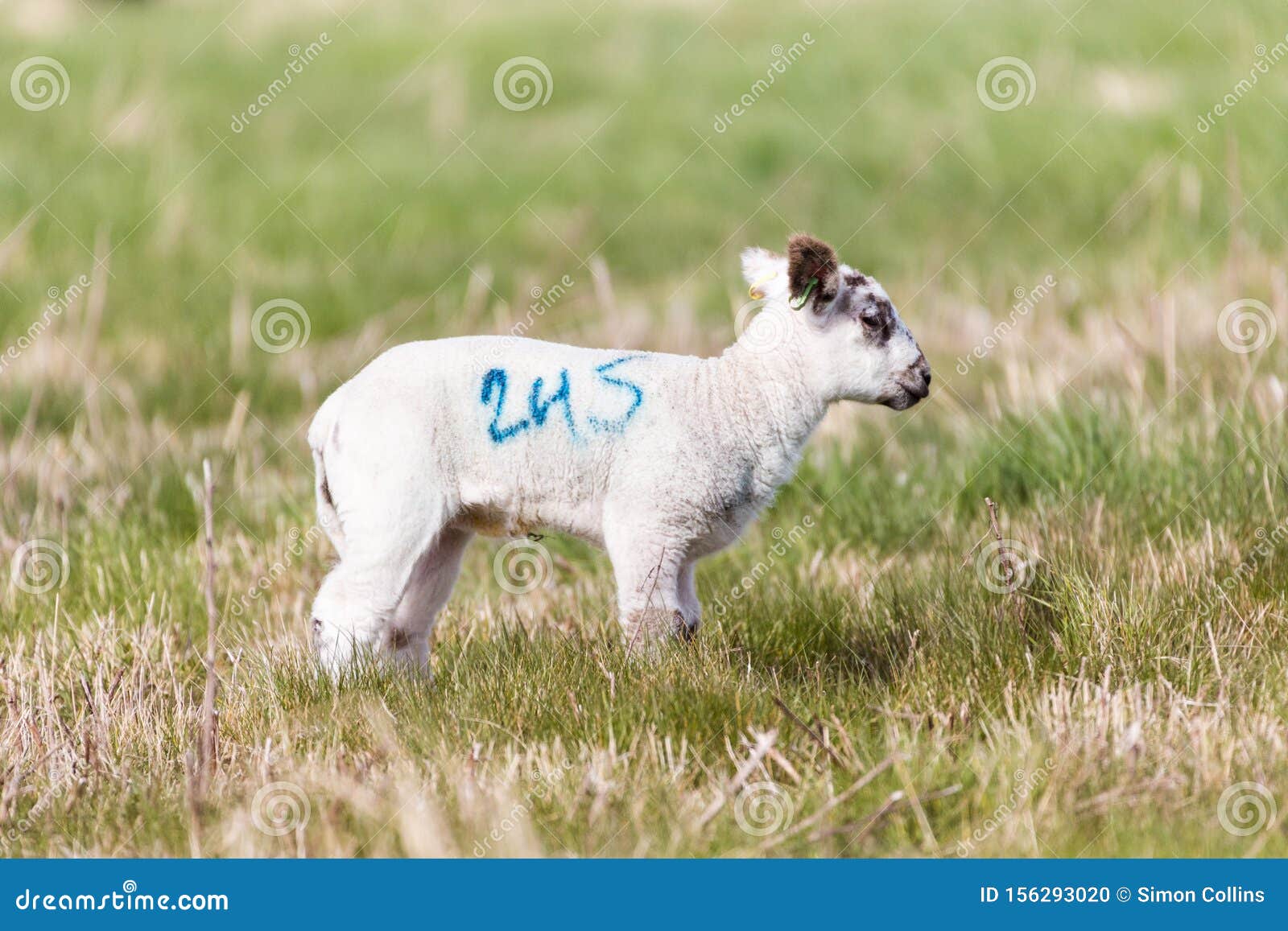 Baby Spring Lambs Enjoying the Spring Sunshine in the Suffolk ...