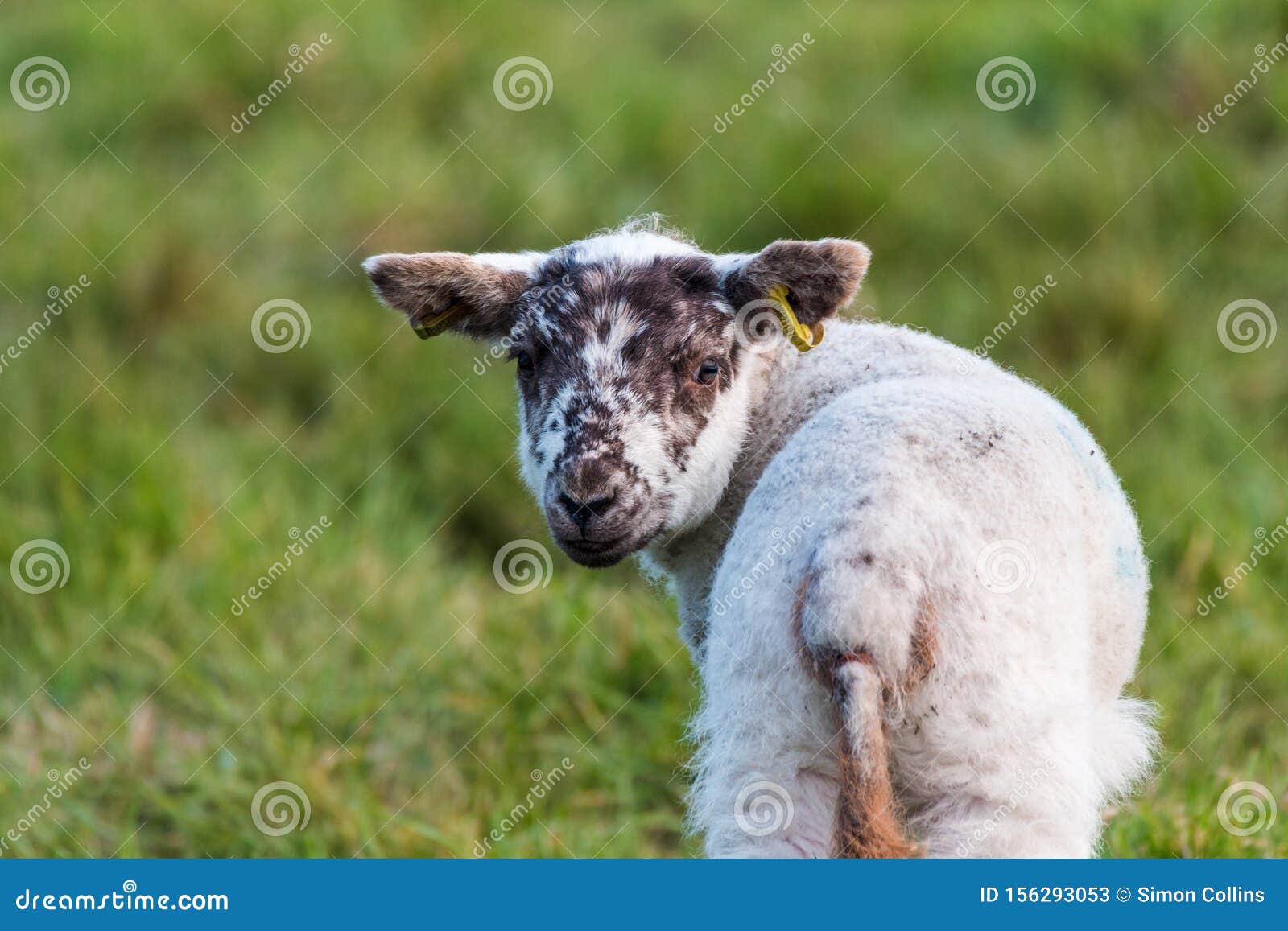 Baby Spring Lambs Enjoying the Spring Sunshine in the Suffolk ...