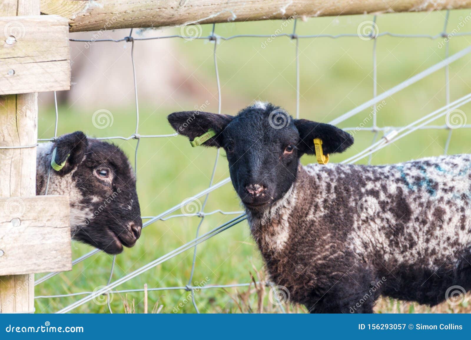 Suffolk Baby Sheep Stock Image | CartoonDealer.com #18175747