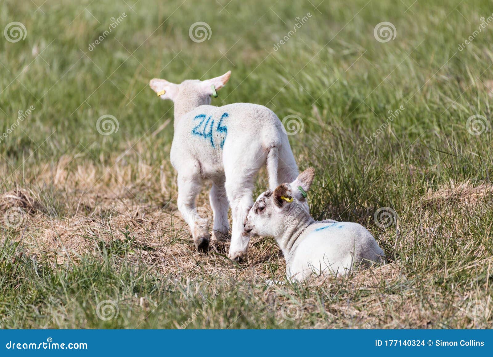 Baby Spring Lambs Enjoying the Spring Sunshine in the Suffolk ...