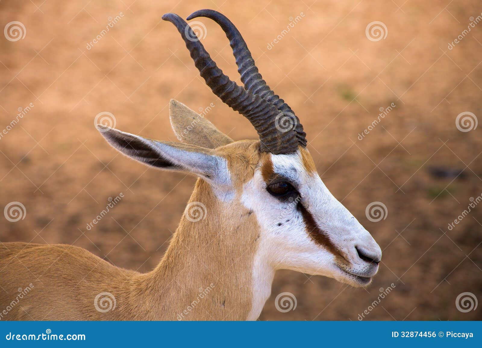Baby Springbok stock photo. Image of landscape, buck - 32874456