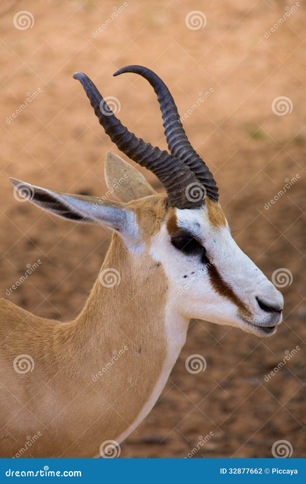 Baby Springbok stock photo. Image of grass, nature, horn - 32877662