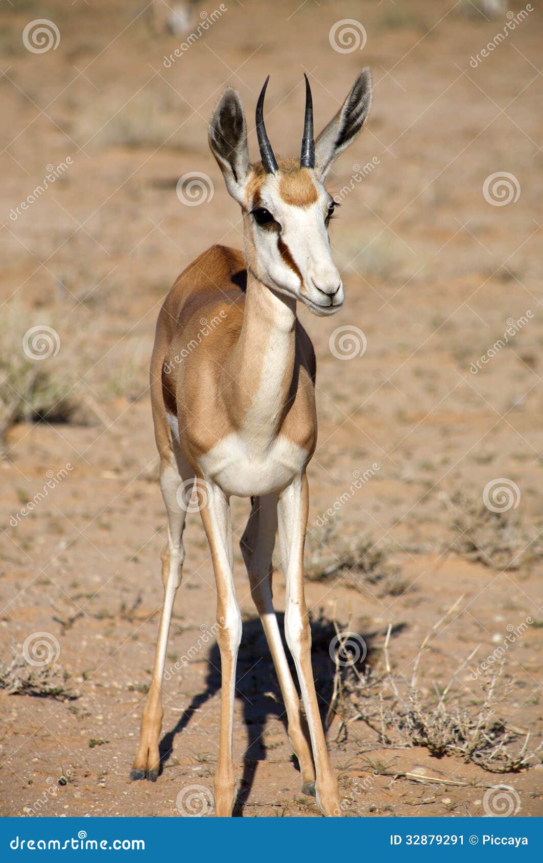 Baby Springbok stock image. Image of reserve, male, ecology - 32879291