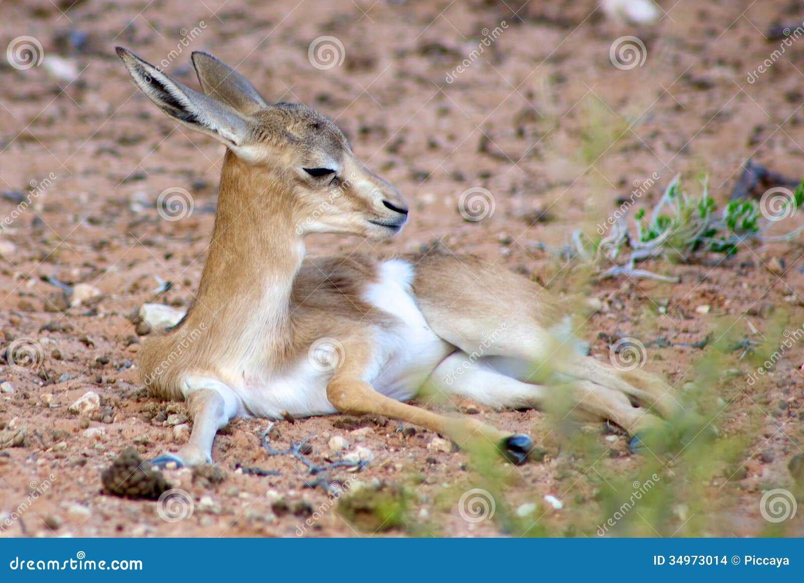 Baby Springbok stock photo. Image of grass, africa, horns - 34973014