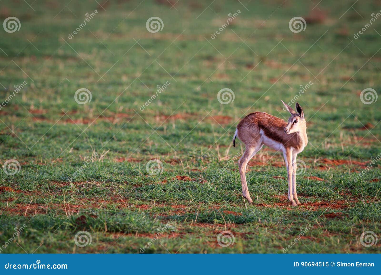 Baby Springbok Looking Back. Stock Image - Image of gazelle ...