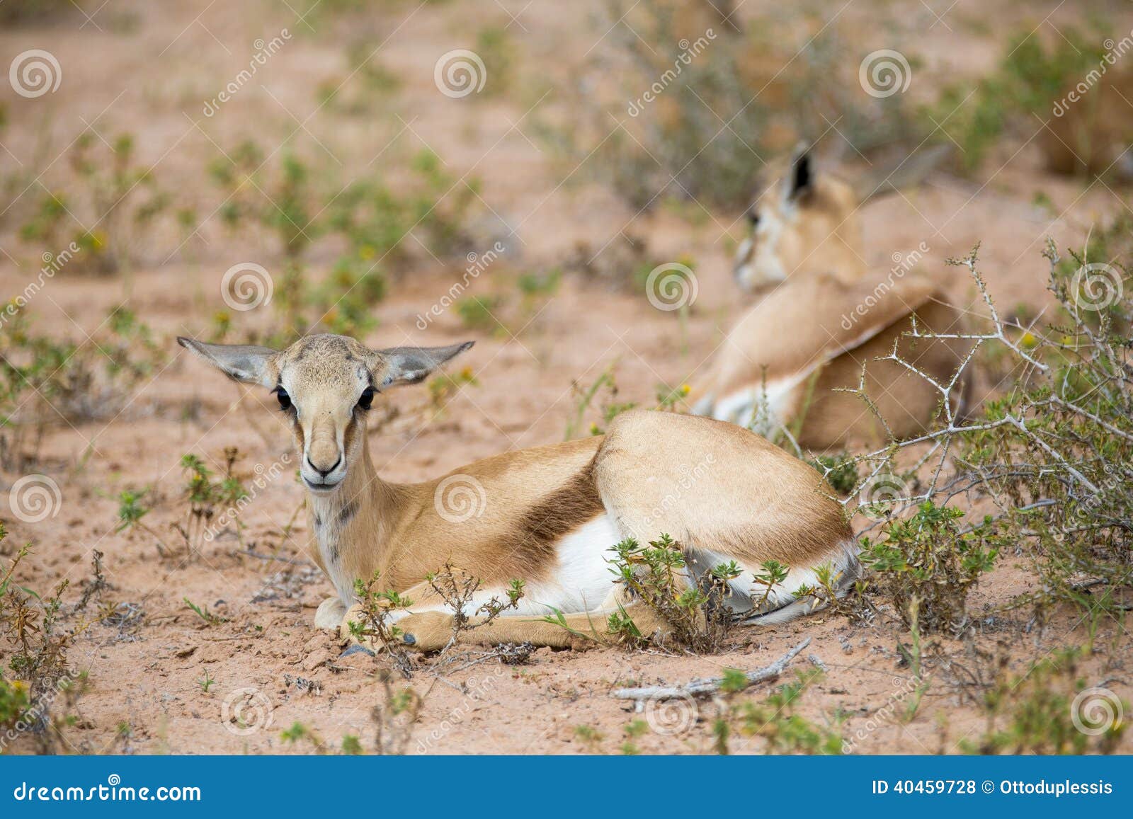 Baby Springbuck Stock Photos - Free & Royalty-Free Stock Photos from ...