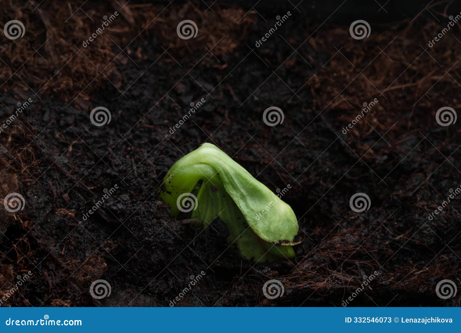 Baby Squash Plant Sprout in Soil Stock Image - Image of cucumber, plant ...