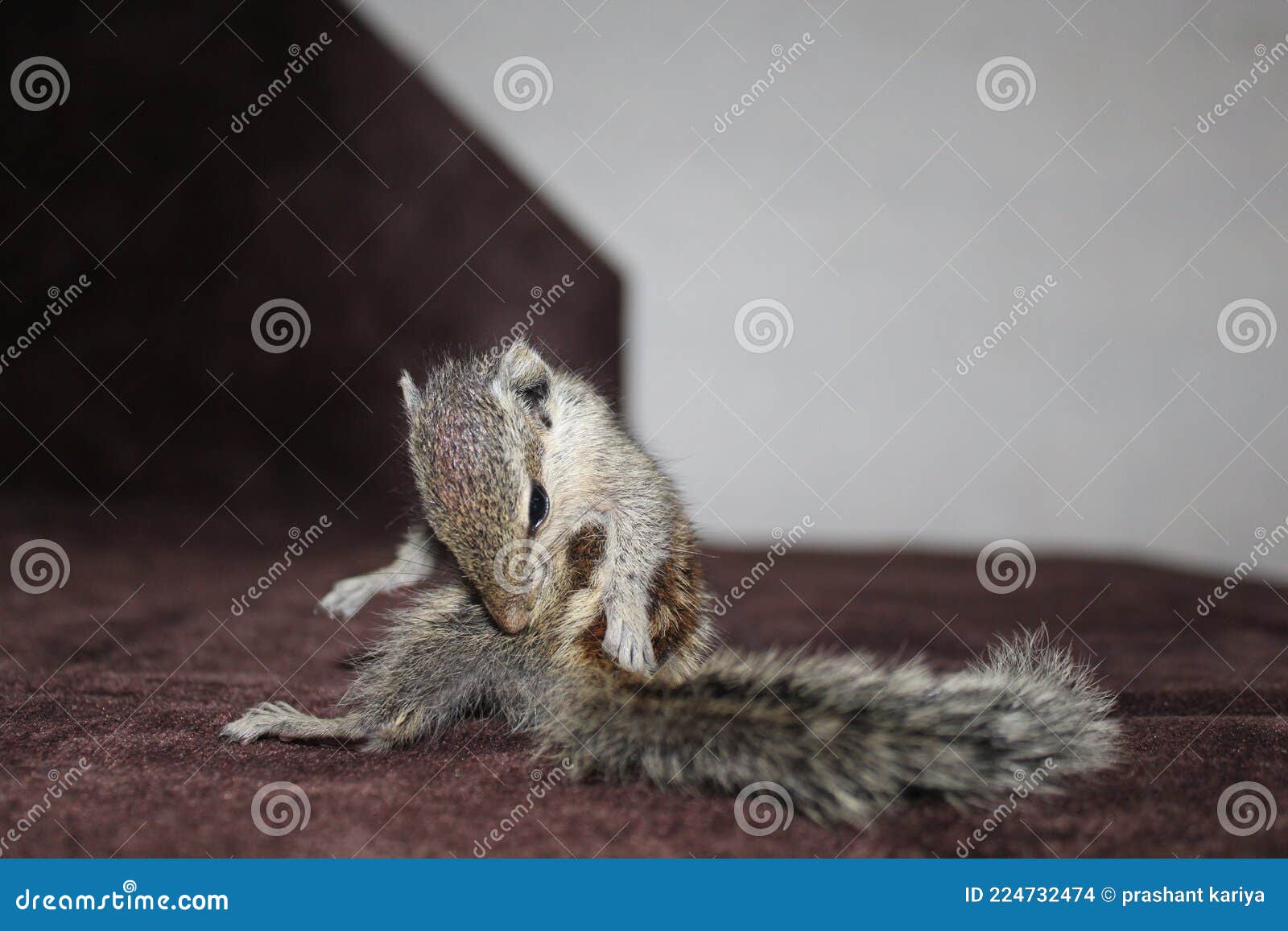 Baby Squirrel Cleaning Itself Stock Photo - Image of wildlife, gerbil ...
