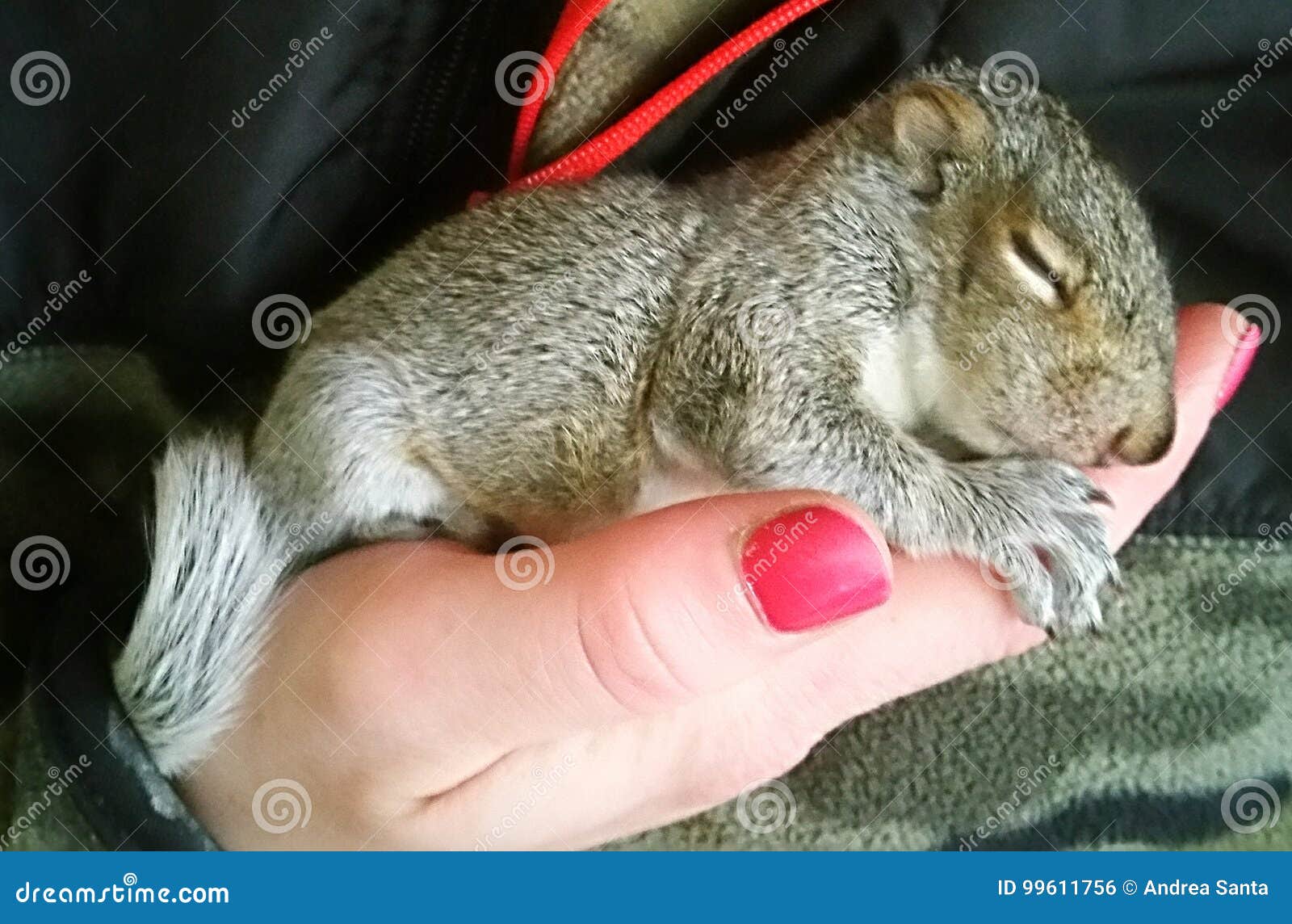 Baby Squirrel stock photo. Image of squirrel, holding - 99611756