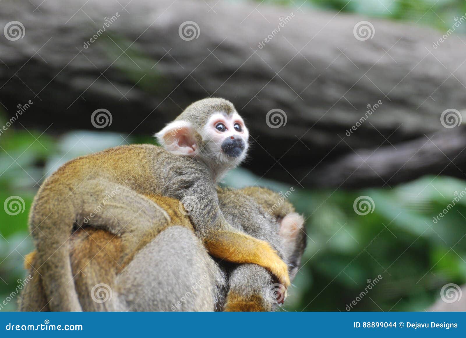 Baby Squirrel Monkey Clinging To it`s Mother`s Back Stock Photo - Image ...