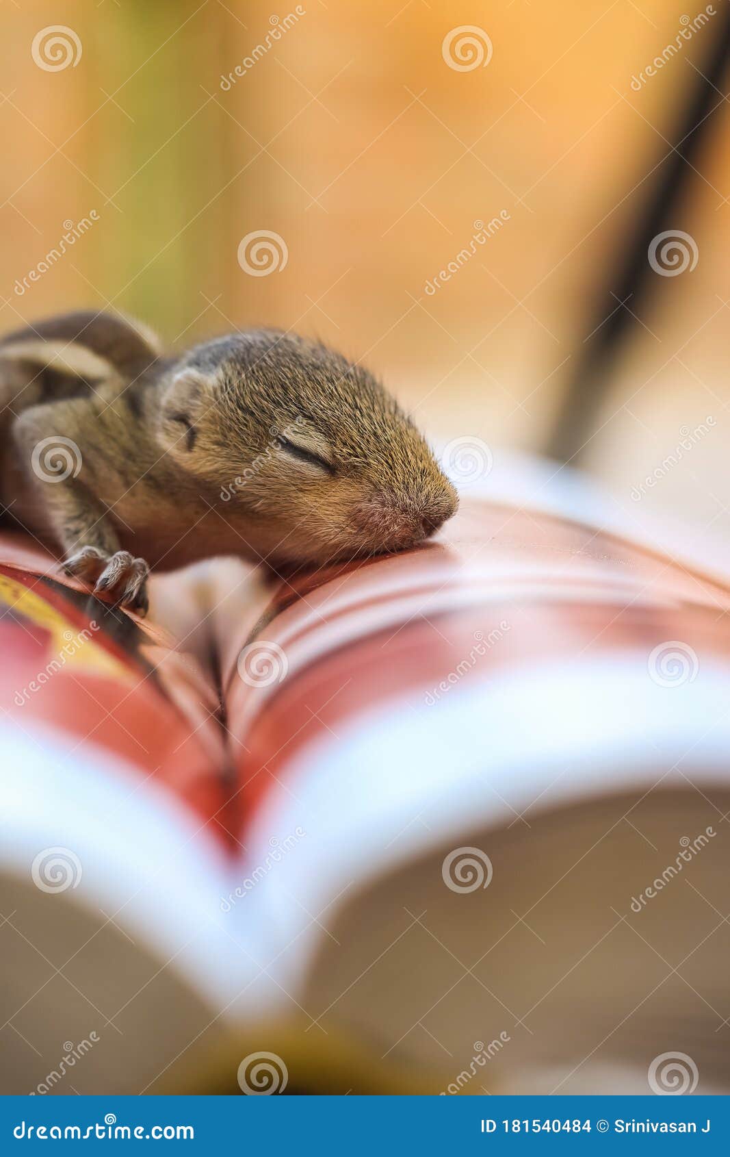Squirrel Sleeping Standing Stock Photography | CartoonDealer.com #150662444