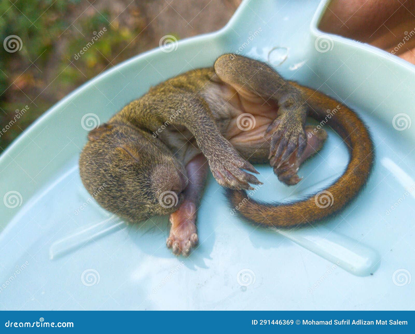A Baby Squirrel is Sleeping. Front View Stock Image - Image of animal ...