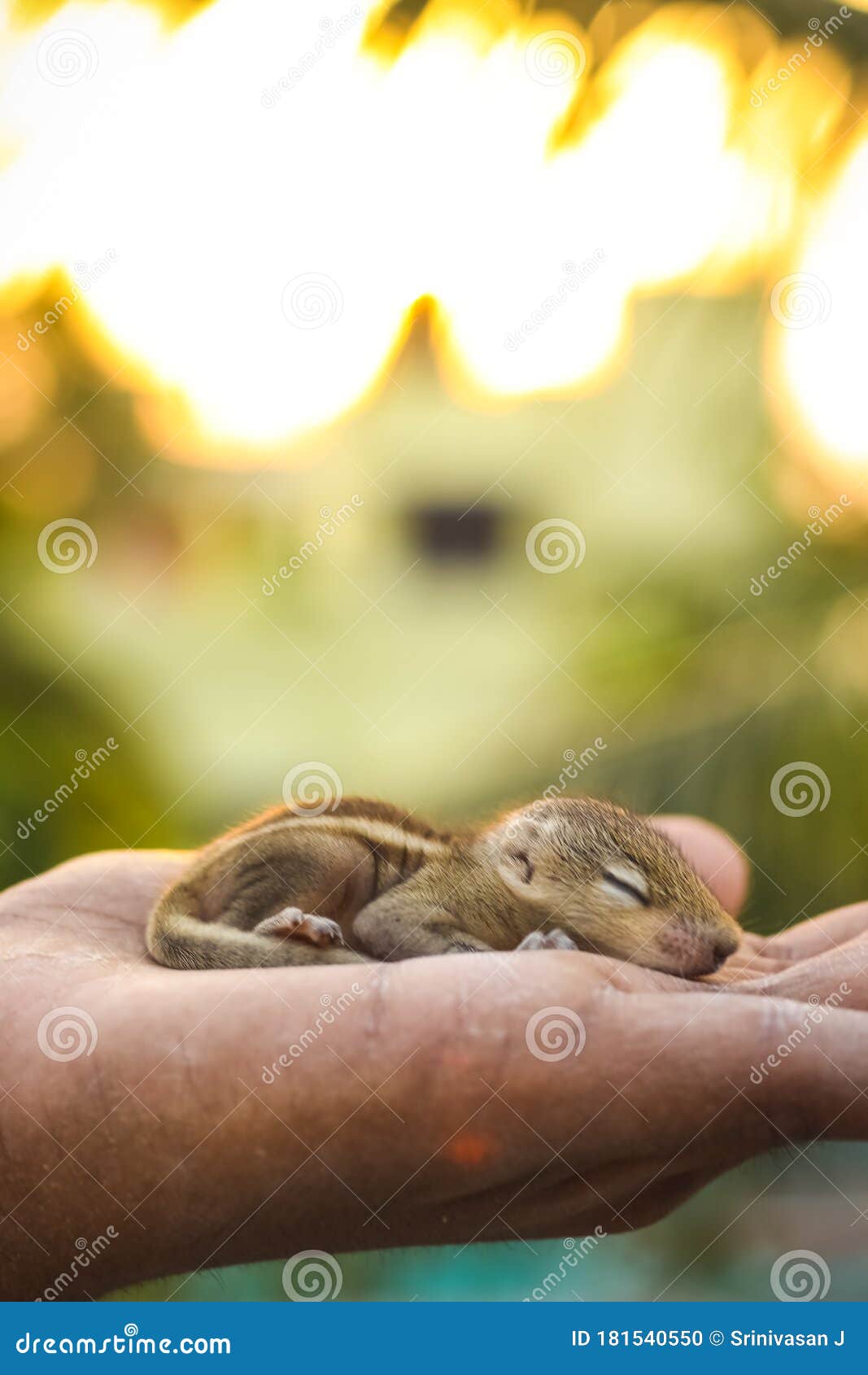 Baby Squirrel Sleeping on Human Hand, Blur Effect. Common Indian Baby ...