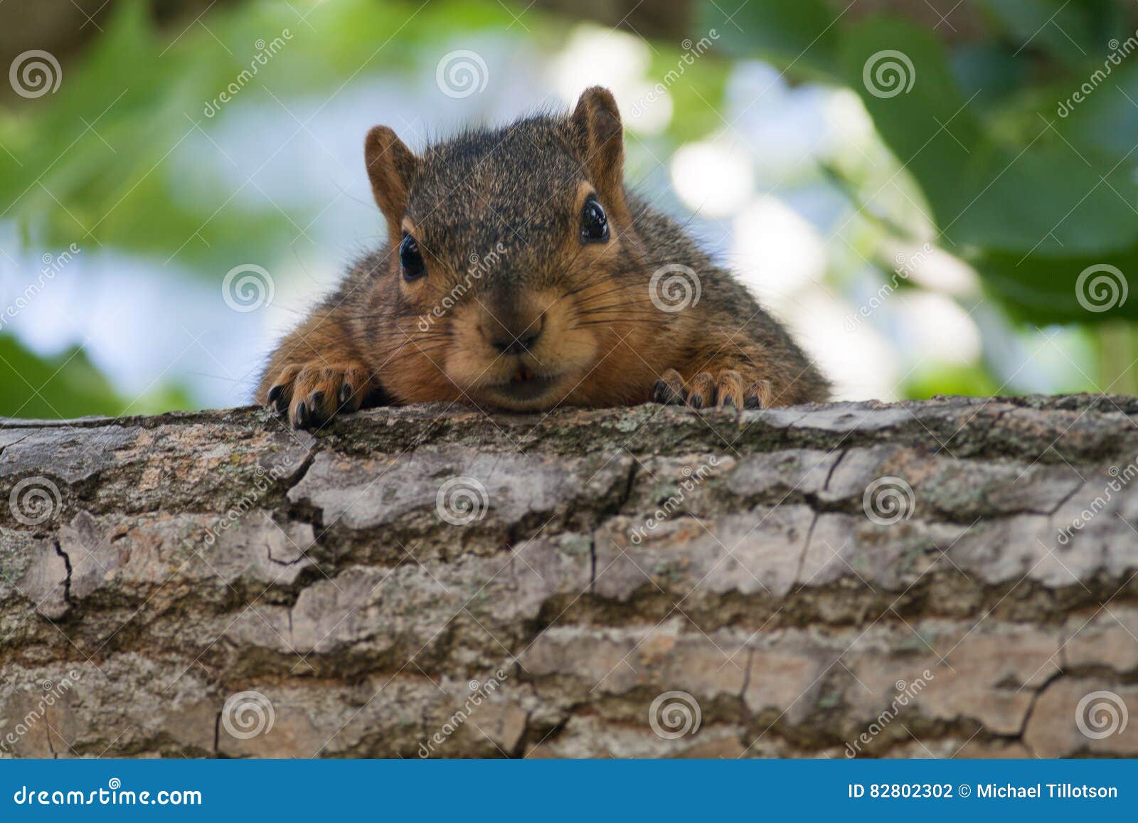 Baby Squirrel With Mange Caused By Mites Stock Image | CartoonDealer ...