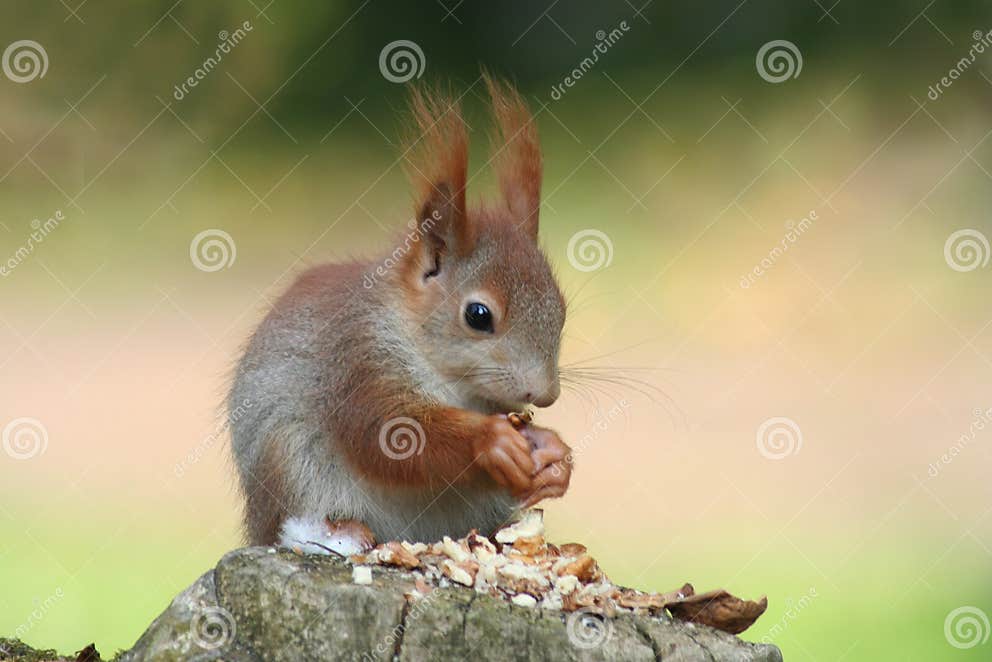 Baby squirrels stock image. Image of feeding, little - 13819637