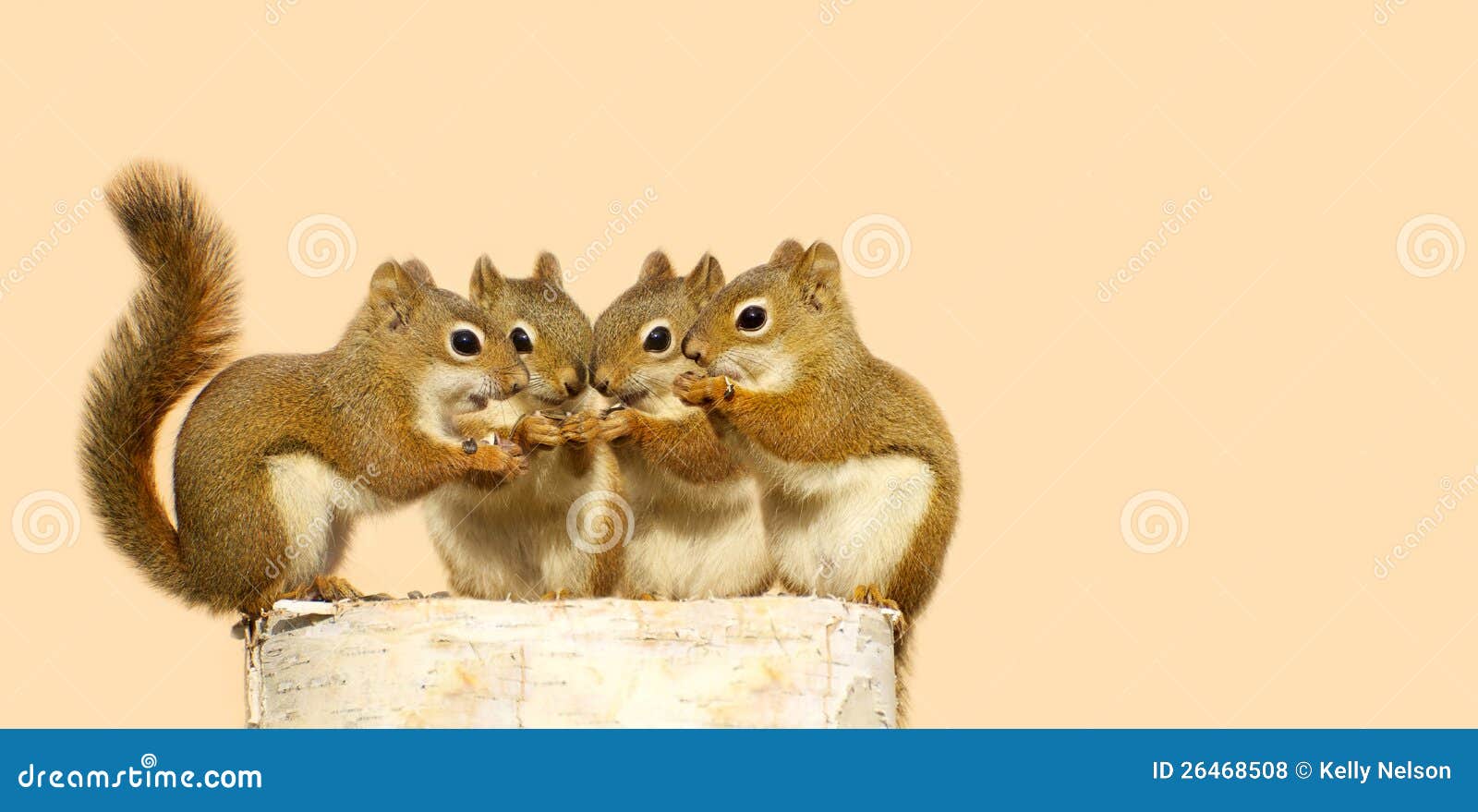 Baby squirrels sharing. stock photo. Image of cooperation - 26468508