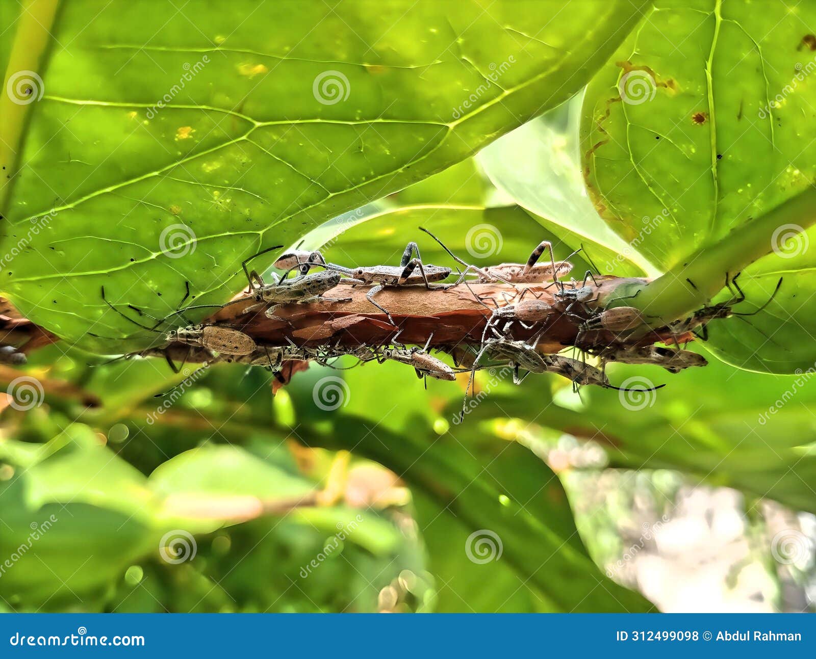 Baby Starfruit Insects on a Water Guava Tree Stock Photo - Image of ...