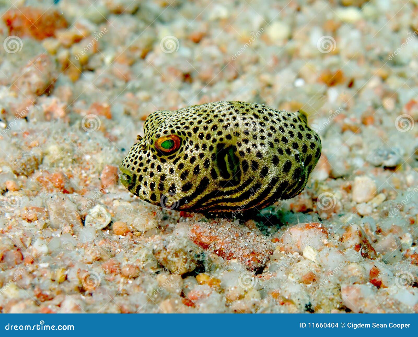 Baby Starry Puffer stock photo. Image of marine, tropical - 11660404