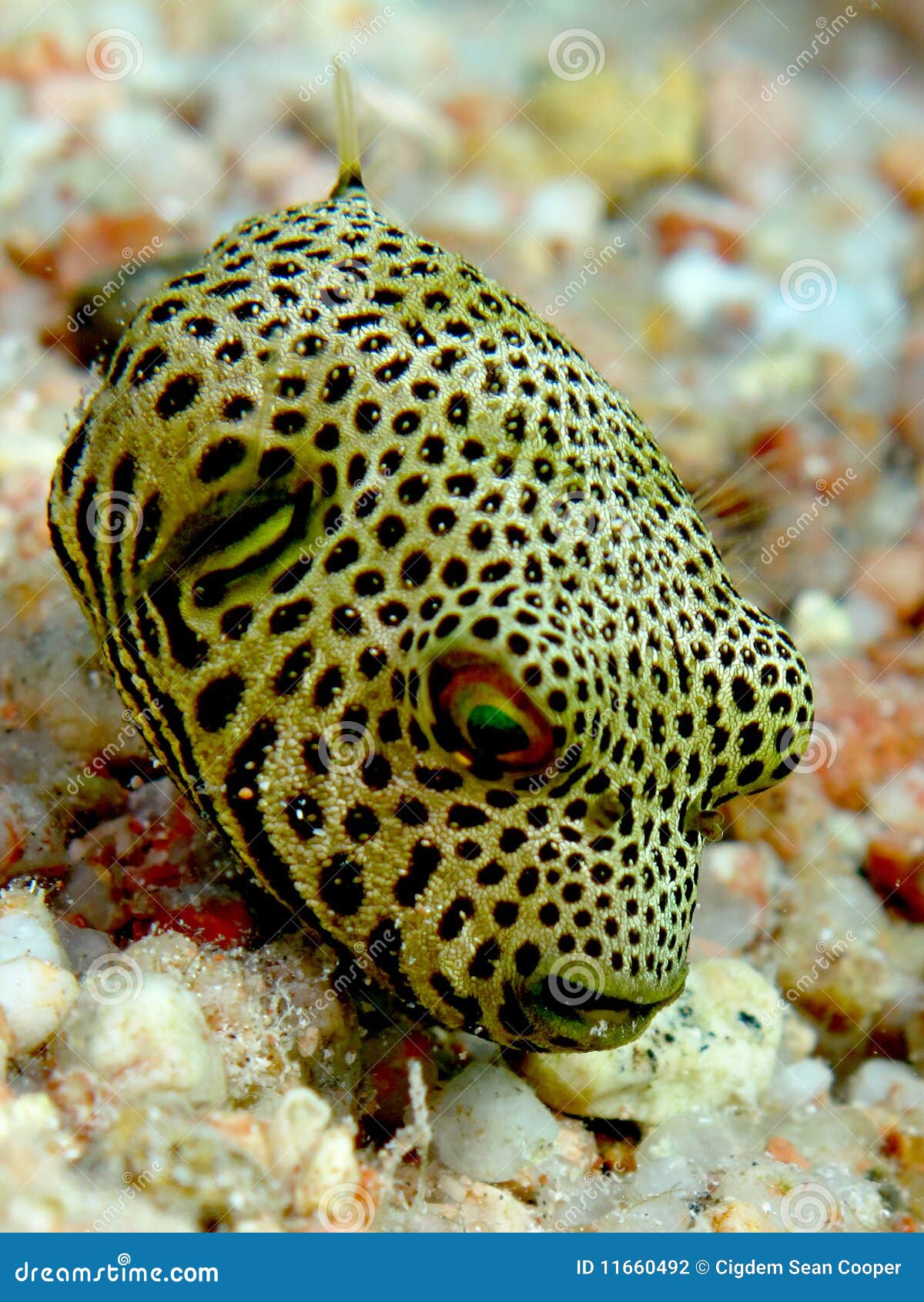 Baby Starry Puffer stock photo. Image of starry, pufferfish - 11660492