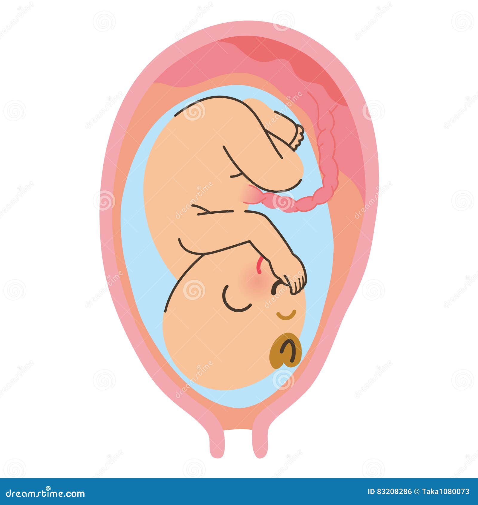 Baby in the stomach stock vector. Illustration of pregnancy - 83208286