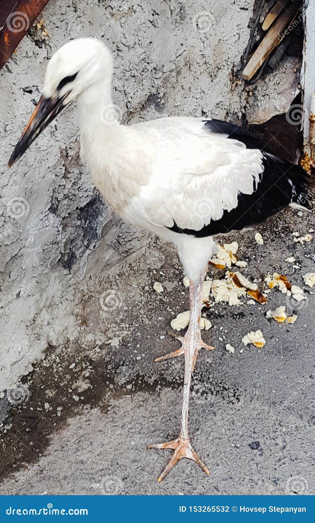 Baby Stork , Beautiful Stork , Stort Stock Photo - Image of stork ...
