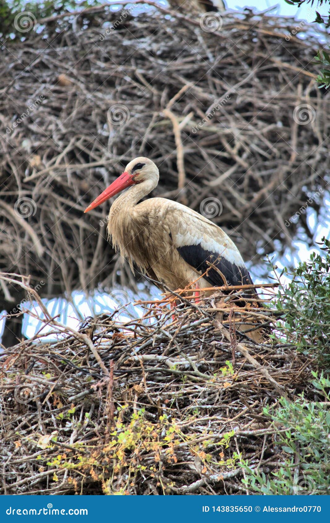Baby stork on a tree stock photo. Image of cellah, elegant - 143835650
