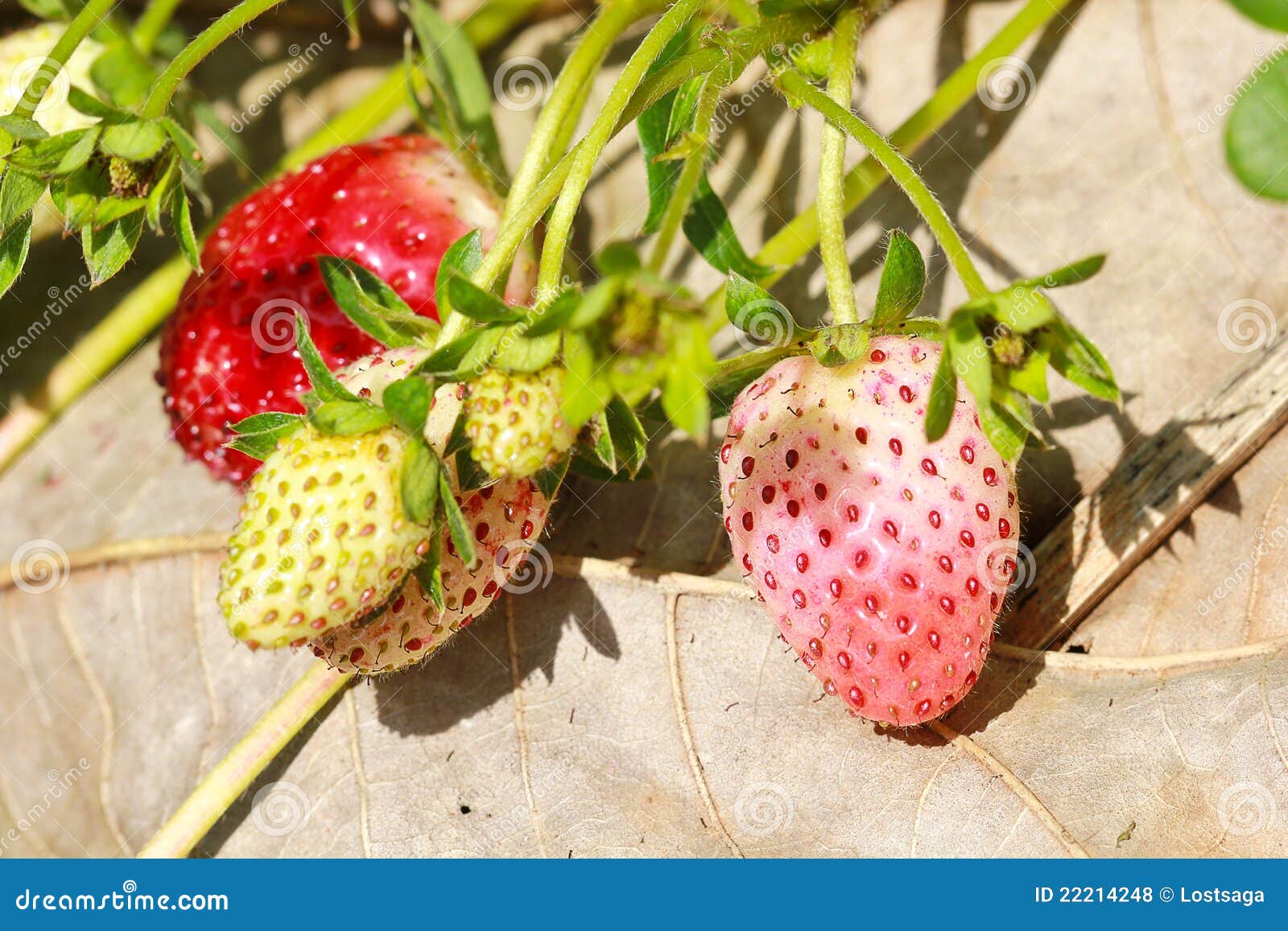 Baby strawberry stock photo. Image of food, dessert, green - 22214248