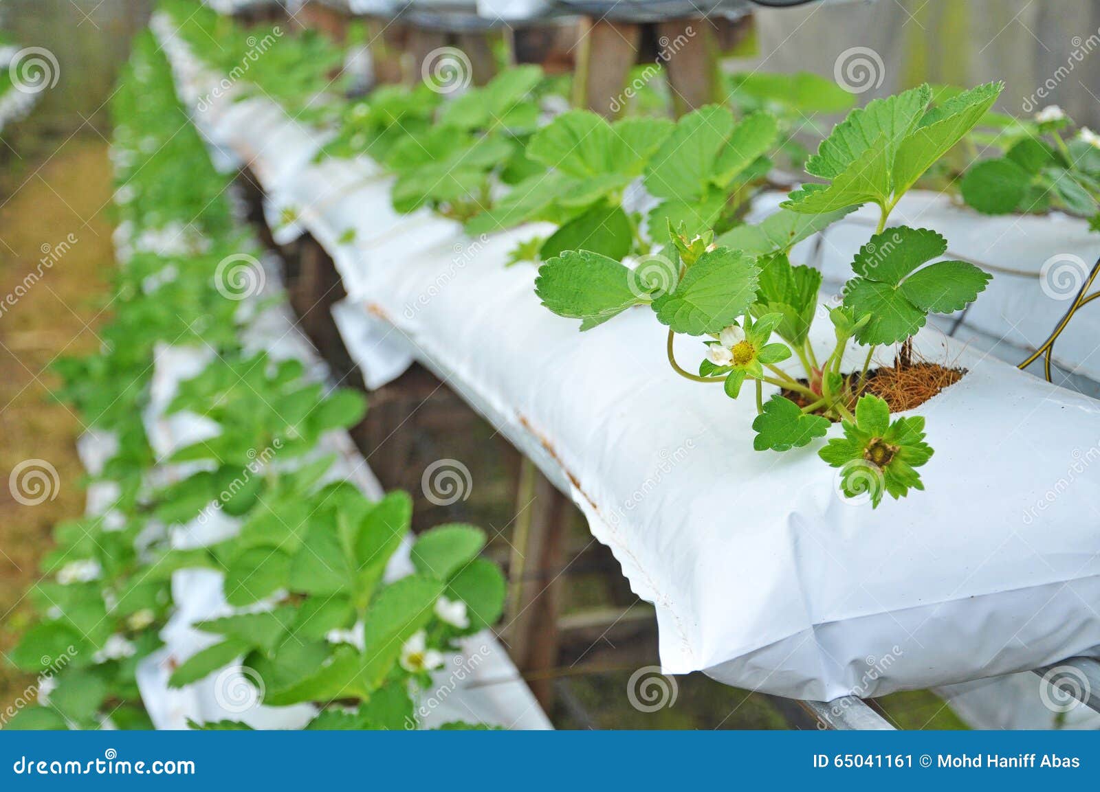 The Baby Strawberry Plant at the Nursery Stock Image - Image of green ...