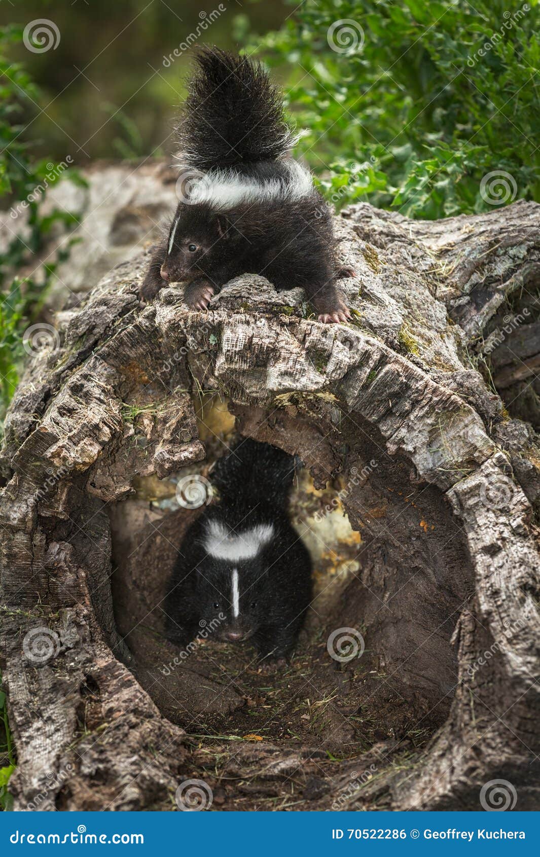 Baby Striped Skunk (Mephitis Mephitis) Kits With Tails Up Royalty-Free ...