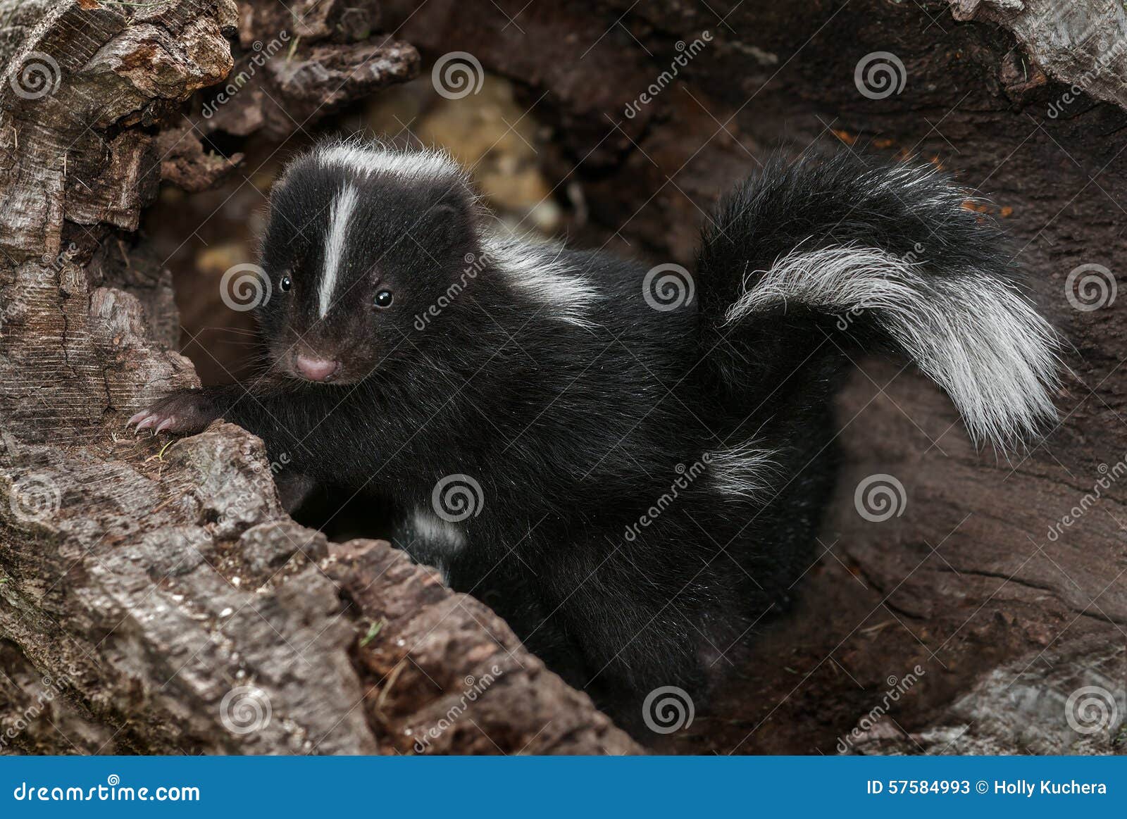 Baby Striped Skunk (Mephitis Mephitis) Kits With Tails Up Royalty-Free ...