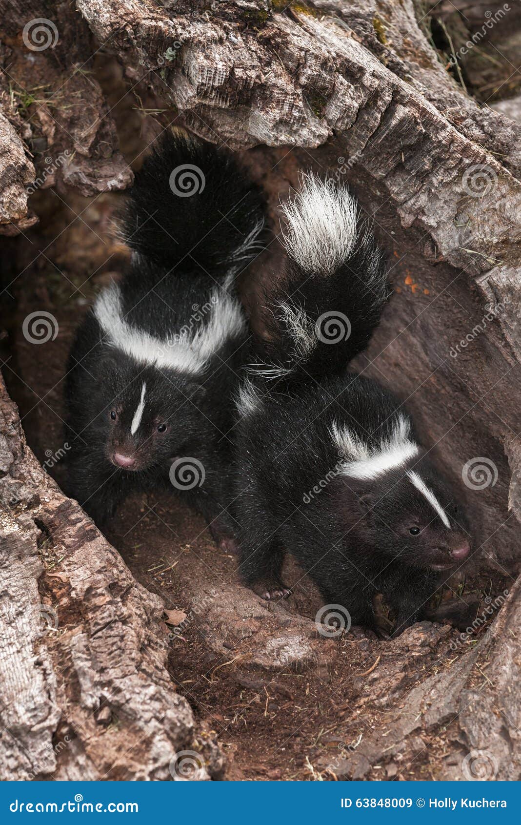 Baby Striped Skunk (Mephitis Mephitis) Kits With Tails Up Royalty-Free ...