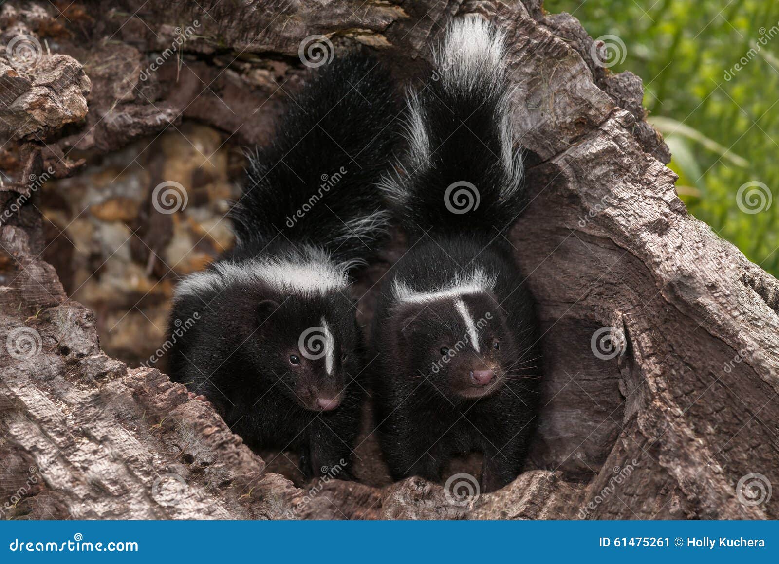 Baby Striped Skunk (Mephitis Mephitis) Kits With Tails Up Royalty-Free ...