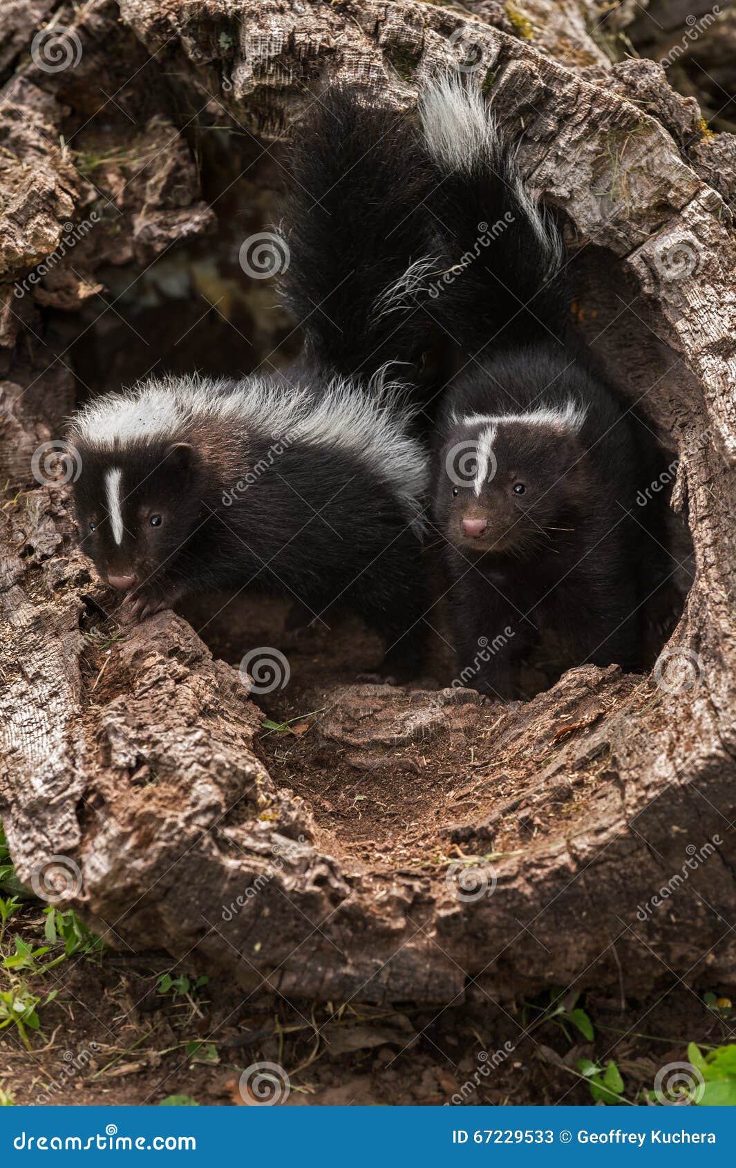 Baby Striped Skunk (Mephitis Mephitis) Kits With Tails Up Royalty-Free ...