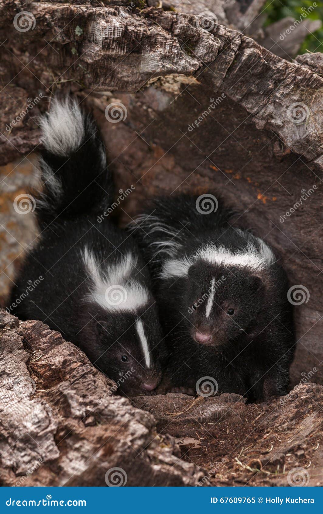 Baby Striped Skunks (Mephitis Mephitis) Sit in Log Stock Image - Image ...