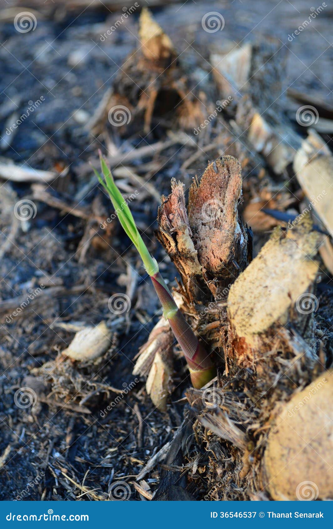 Baby sugar cane stock image. Image of harvest, bright - 36546537