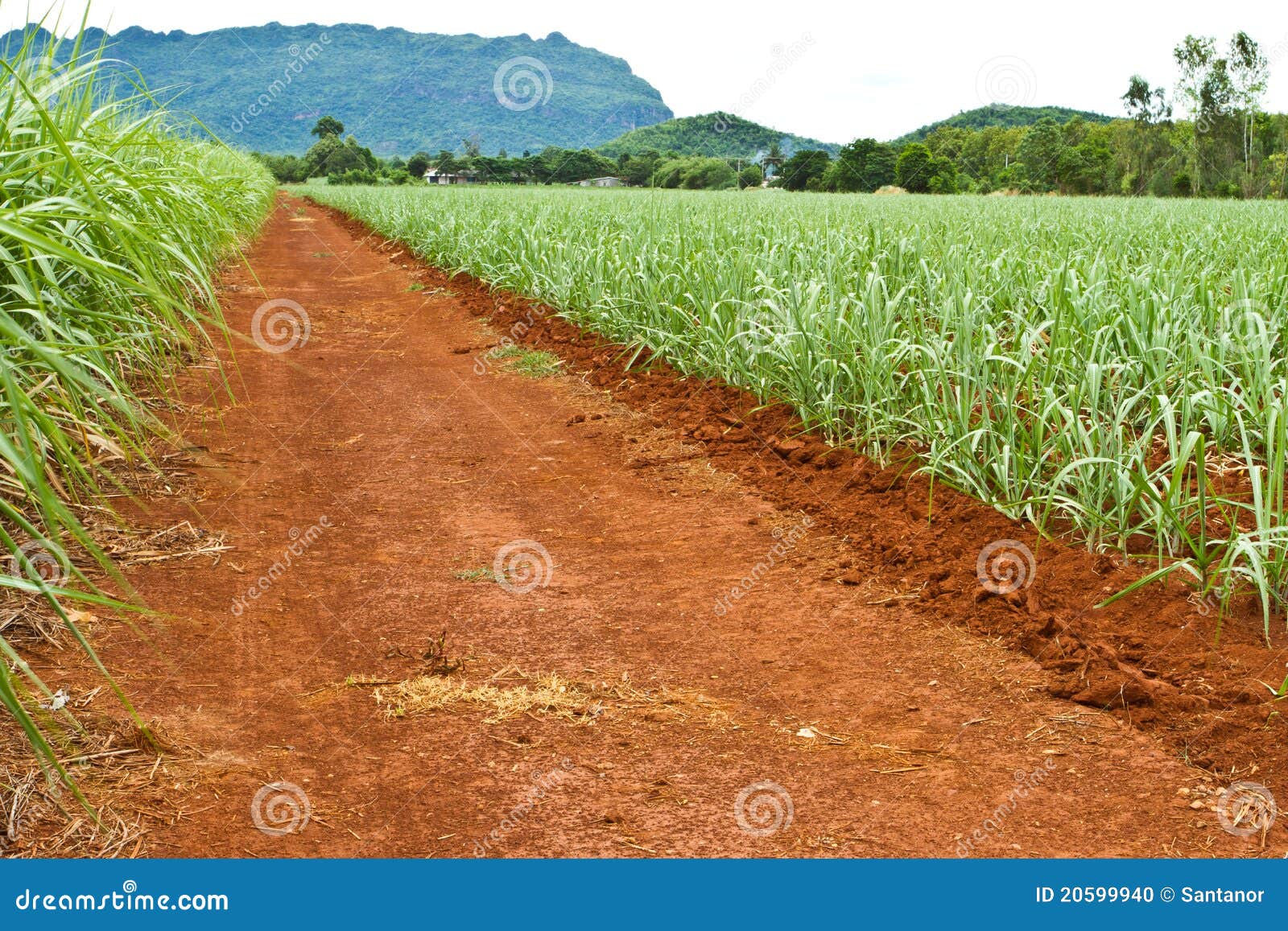 Baby sugarcane farm stock photo. Image of cellulose, island - 20599940