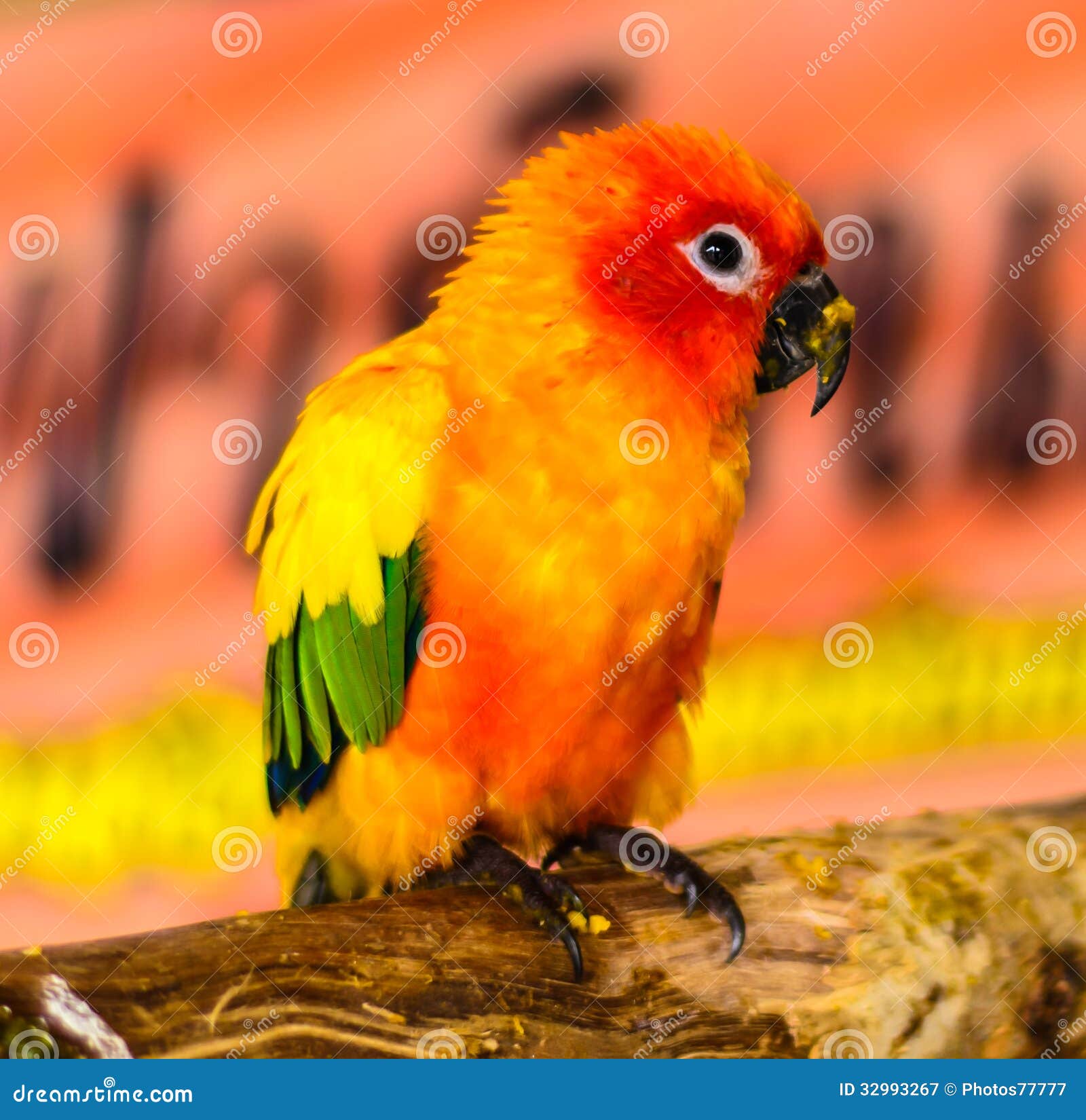 Baby sun conure parrots stock image. Image of beautiful - 32993267